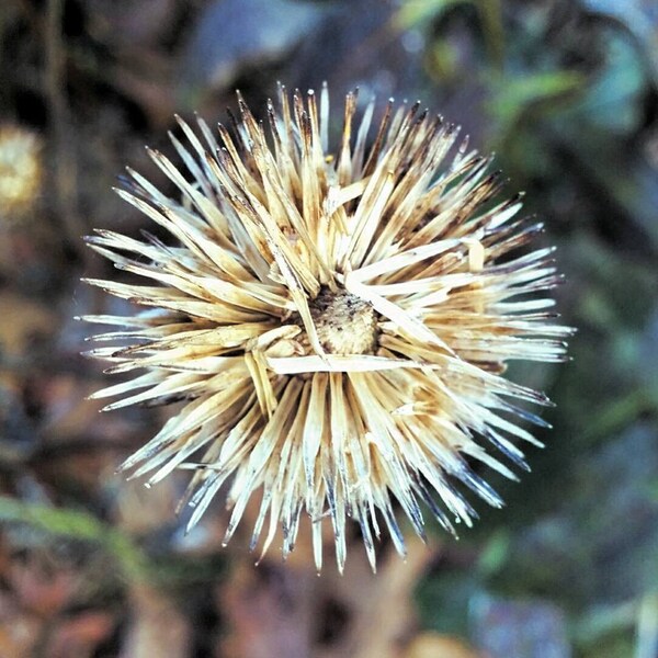 Zoom Background House in the Forest, Natural Trees View, Virtual Home ...