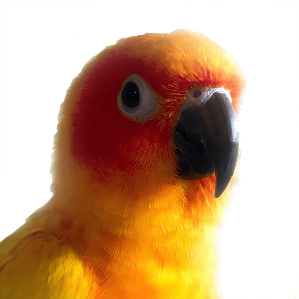 Split Floral Frame Svg Bundle, Floral Edge Svg, Wedding Frame ...