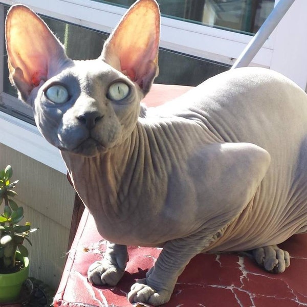 Postapocaliptic Costume Wasteland Warrior Larp Motocycles Outfit Dystopy Festival Outfit ...