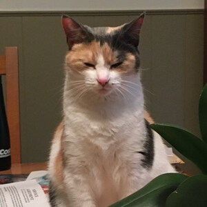 Personalised Birthday Money, Face on Money, Printable Funny Bank Notes ...