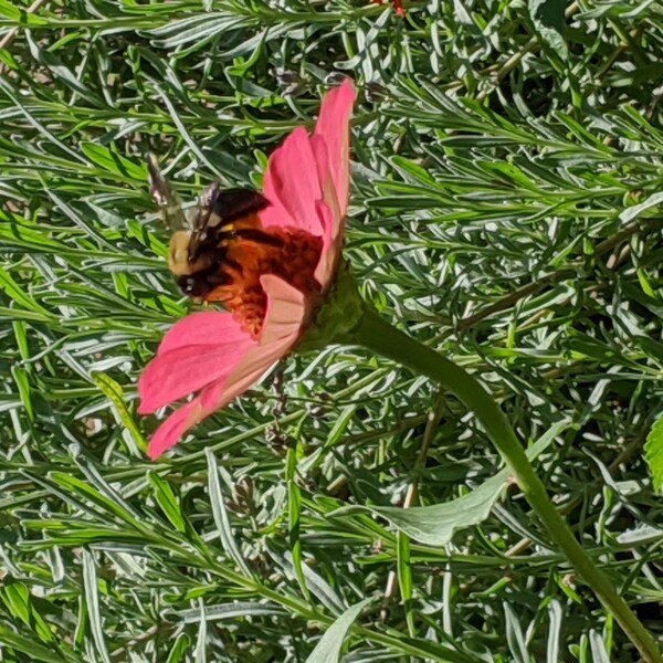 Fresh Grevillea Bunch, Real Greenery Bunch, Home Decor, Wedding ...