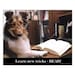 Printable Bulletin Board Display Kit - Teacher Bulletin Board – Dog ...
