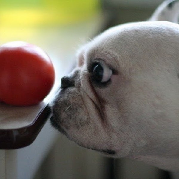 Native Land Back Embroidered Patches - Etsy