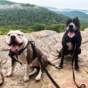 Virtual or Large Screen Game Thanksgiving Turkey Battle Bundle Editable ...