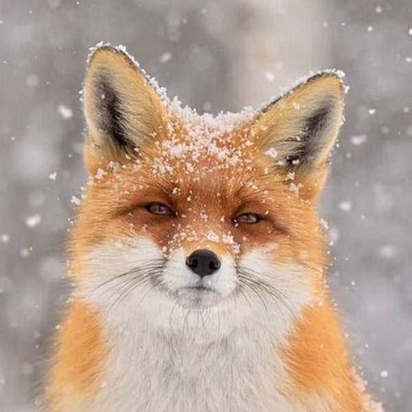 Disney Themed Tinkerbell Outdoor Solar Lantern Style 1 - Etsy