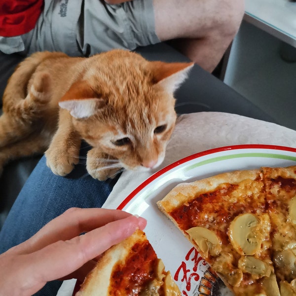 Winter Bear Christmas Digital Stickers Digital Planner Stickers ...