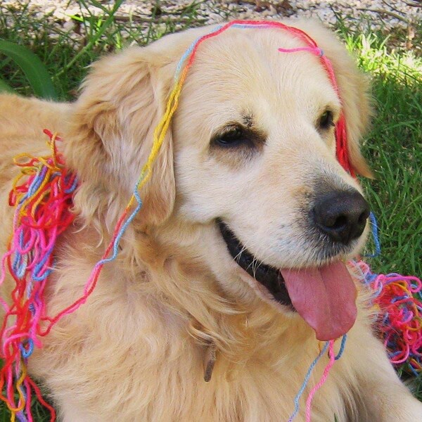 Raccoon SVG Set. Cricut Cut Files, Silhouette. Layered Files. Raccoon ...