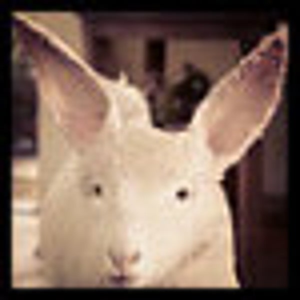 Strawberry Bulletin Board Kit Summer Bulletin Boards Digital May ...