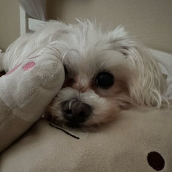 Purse Charm/ Tropical Charm / Chain Charm - Etsy