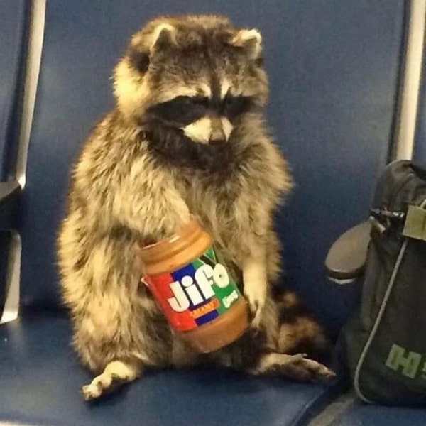 Request With Yes and No Interactive Speech Language Therapy Activity ...