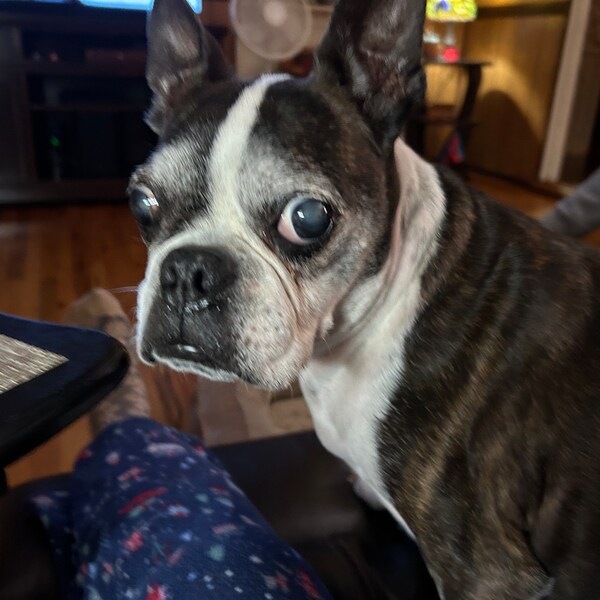 Dog Paper Punch Dog Bone Paper Punch for DIY Crafts Set of 2 Kids ...