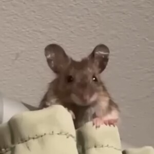 Fuzzy Chicken With Bandanna Farm Bird Fluffy Chicken Fringed Machine ...