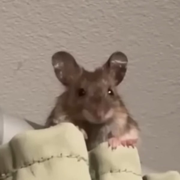 Fuzzy Chicken With Bandanna Farm Bird Fluffy Chicken Fringed Machine ...