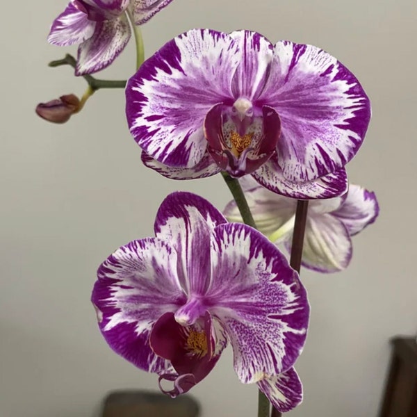 Procreate Feather Brushes. Procreate Fluff Texture. Wings of Birds ...