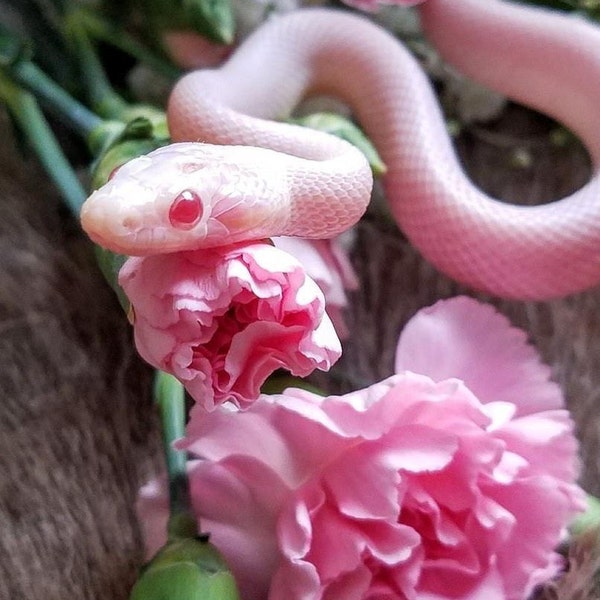 Armor Shirt in Knitted Dragonhide Scalemail Tunic Medieval Costume - Etsy