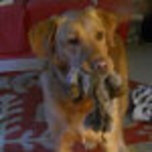 Red Portrait Art Print, Contemporary Female Portrait Oil Painting Art ...