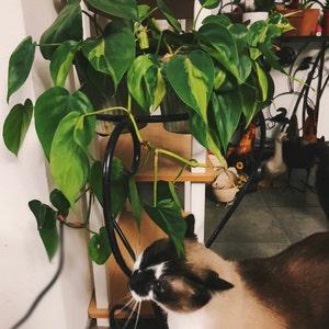 Fully Written CDA Competency Statement IV Sample Google Doc/ Save Time ...