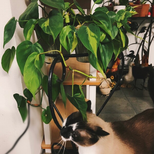 Fully Written CDA Competency Statement IV Sample Google Doc/ Save Time ...