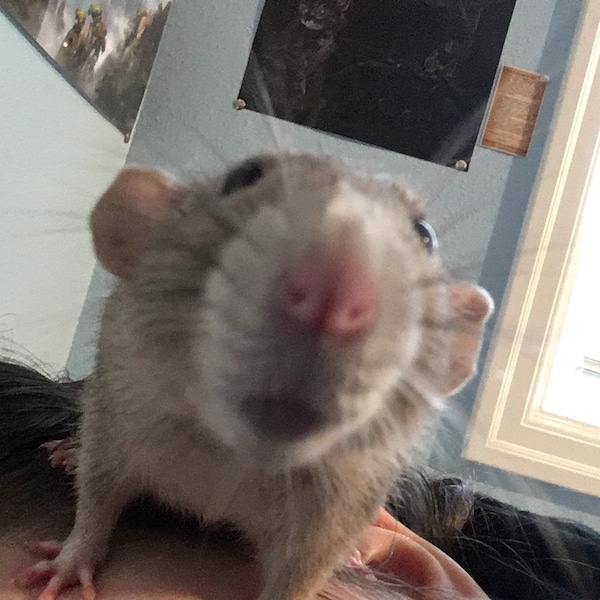 Pluto Cross Stitch Pattern Instant Download PDF - Etsy