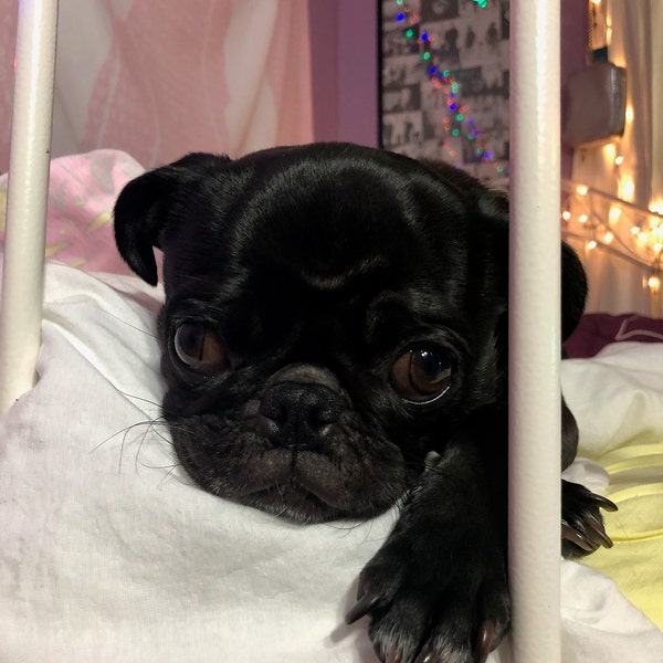 Perfectly Imperfect Ripped Ponytail Hat, Cute Ripped Truckers Hat ...
