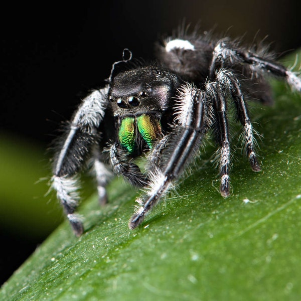 Extra Big Throw-heavyweight Arctic Fox Faux Fur/79x61/stylish Warm ...