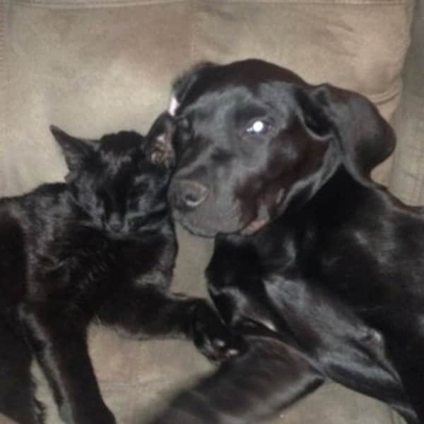 Thinking Traps CBT Printable Therapy Poster-unhelpful Thinking Styles ...