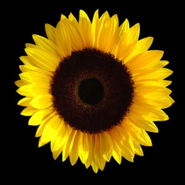 Editable Reggae Birthday Favor Tag Template, Reggae 1st Birthday Party ...