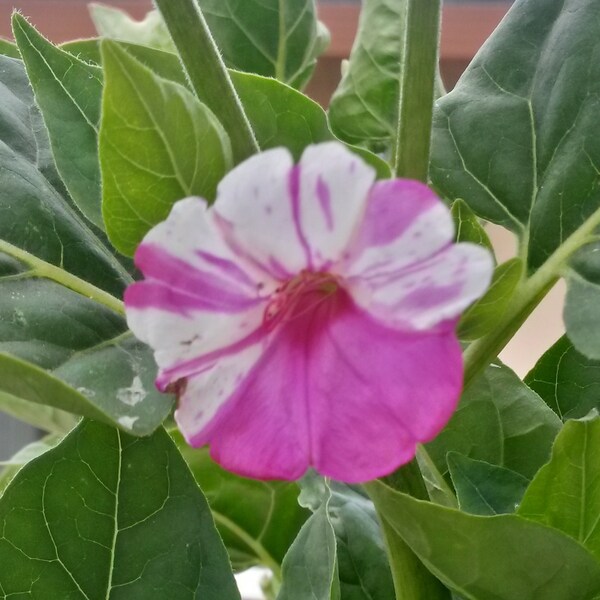 Queen of the Skies the Morrigan , A4 Print - Etsy