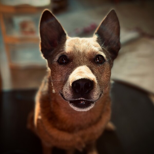 LEAD CAME 1/8 H & U Round Lead 3ft Lengths, Bundle of 10 Stained Glass ...