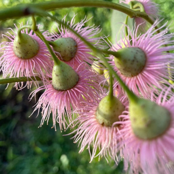 Australian Unit Learning Printable Pack 74page - Etsy