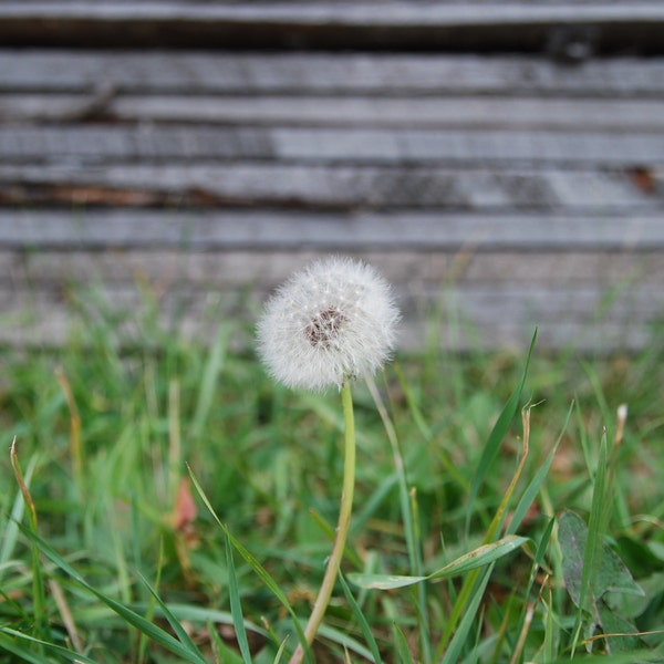 10 Sizes triple Stitch Grass Machine Embroidery Design - Etsy