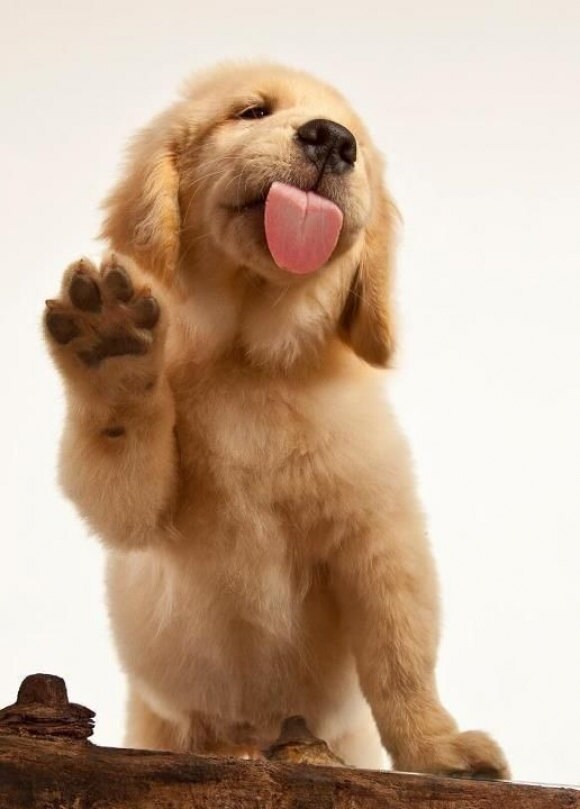 FluffyHellhound - Etsy