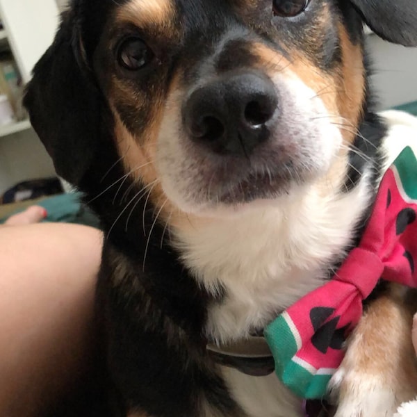 Hand-printed Trans Cowboy T-shirt Transgender Flag Shirt Pink Blue ...