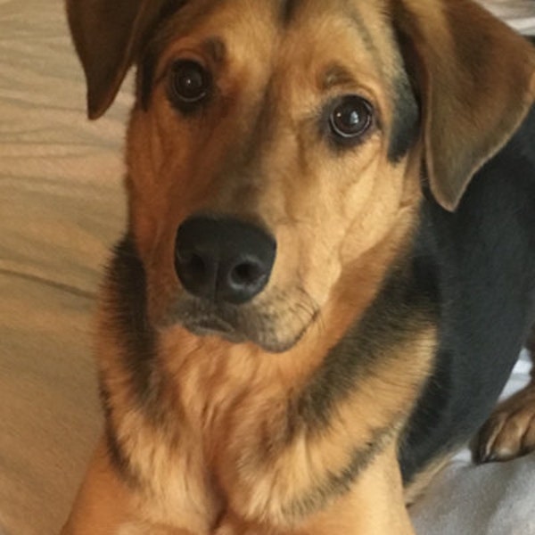 FOUR Real Life Bluey Invite Bundle - Etsy