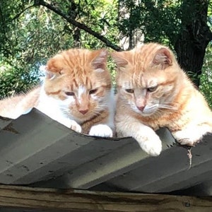 25 Pk 1 D-ring Swivel Lobster Clasps Silver Color for 1 Inch Wide ...