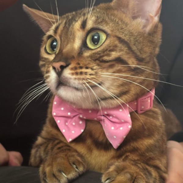 25.56g Moldavite Nechov No Damages, AAA Quality, Beautiful Green. Collector Quality - Etsy