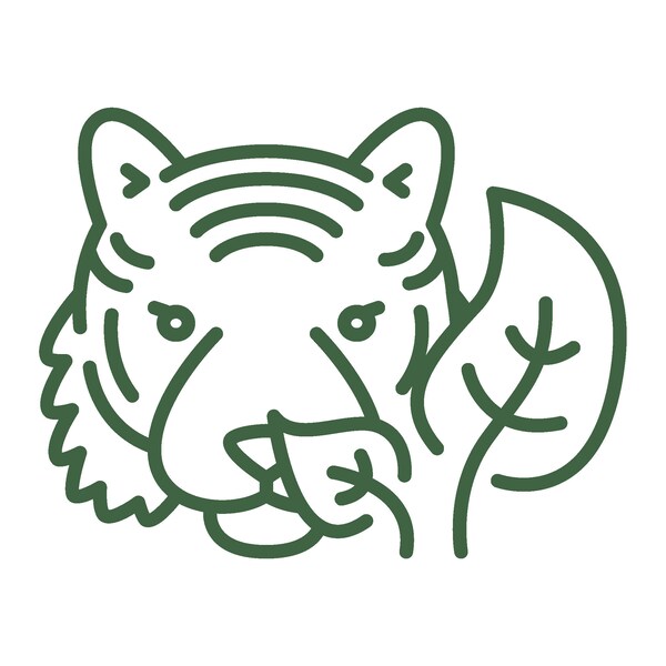 Dichondra Silver Falls Flower Seeds 6 Pelleted Rare Seeds - Etsy UK