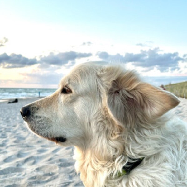 Images of a Funny Rabbit, Images for Your Creativity, for Printing on ...