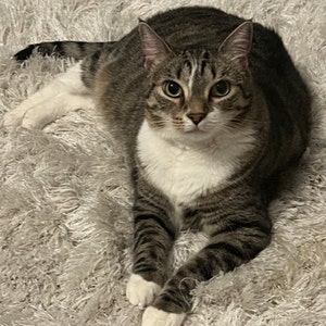 Strandberg Guitar Stand Headless Guitar Stand Offset Body Guitar Stand ...