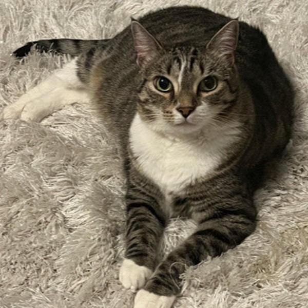 Strandberg Guitar Stand Headless Guitar Stand Offset Body Guitar Stand ...