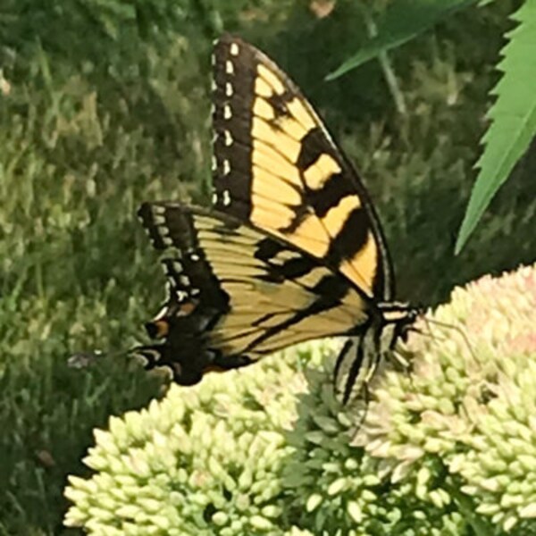 Handcrafted Sumo-inspired Hyoshigi Embrace Tradition With a ...