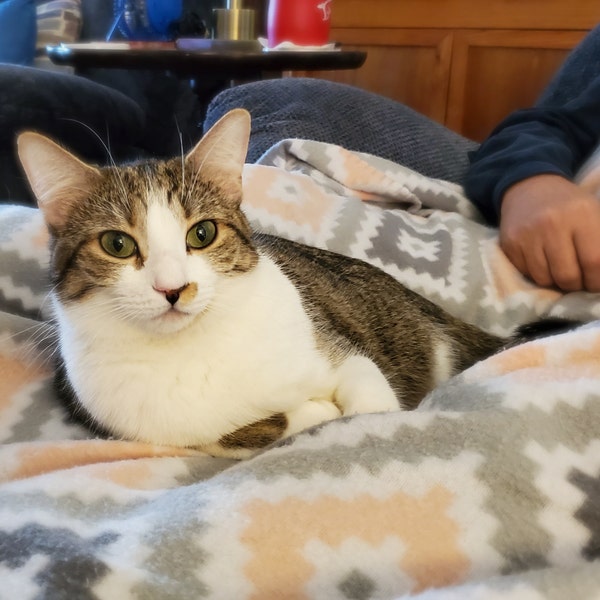 80s Princess Jacket & Flared or Frill Skirts Double Layer Flounce Mini ...