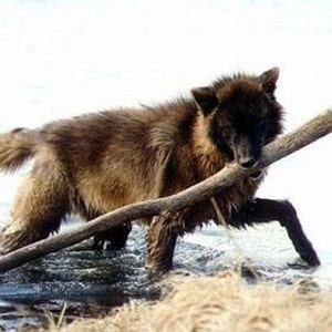 Hannibal Bookmarks as Set or Individually - Etsy