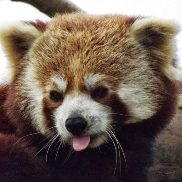 Set of 10 Mortal Instruments Runes Transfer Decal Tattoos. Rune ...