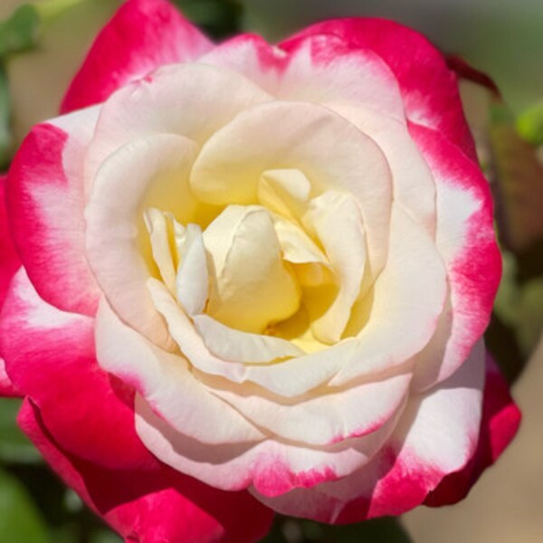 DBT Flash Cards, 60 Anxiety Coping Cards, Self Help Cards, Coping ...