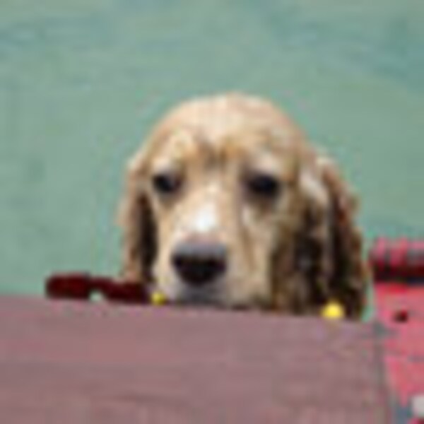 Build a Gingerbread Man Digital Clip Art Set Instant Download - Etsy