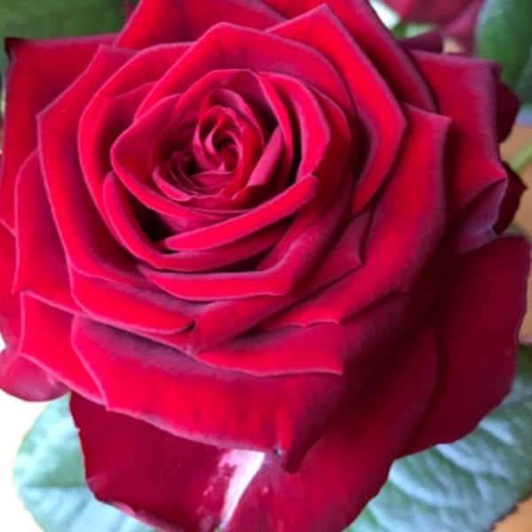 Birthday Bulletin Board for Classroom, Pastel Theme Class, Class ...