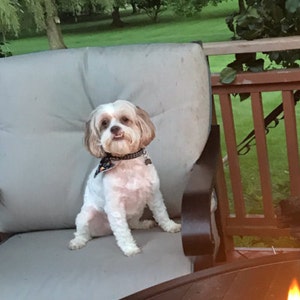 ANARCHY Logo Design Ready to Print Digital Download SVG and Png Files ...