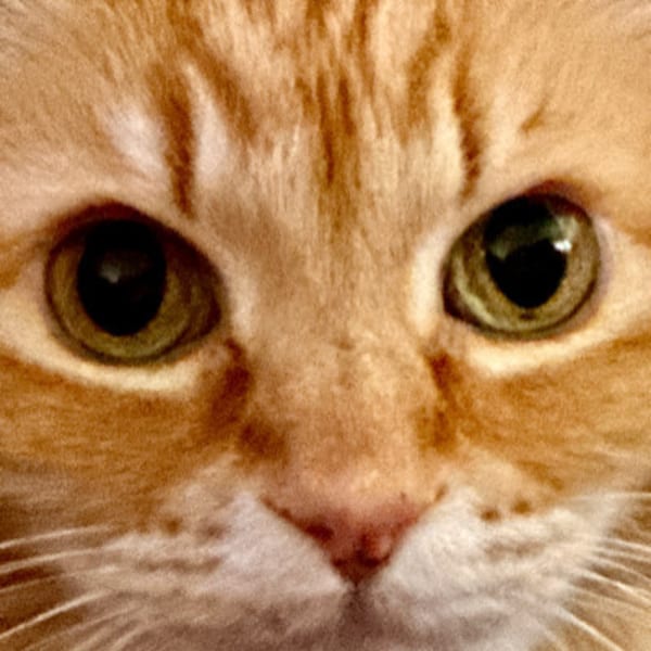 A4 Print Final Fantasy XIV Behemoth Ink Fanart - Etsy