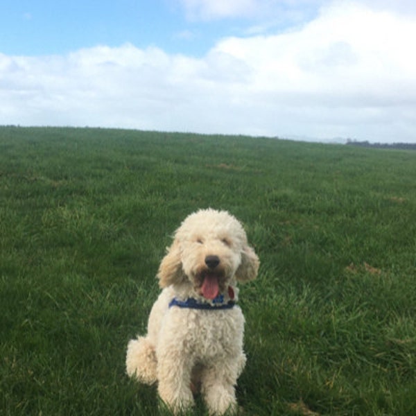 Country Wedding SVG Bride and Groom, Western, Married Couple, Wedding ...